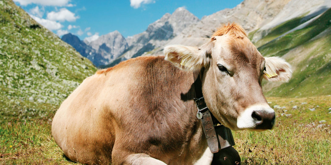 La genómica y el pardo suizo - BM Editores